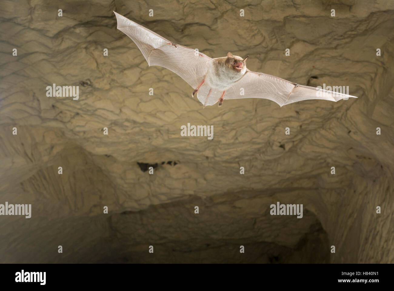 Daubenton's Bat (Myotis daubentonii) flying in limestone quarry during ...