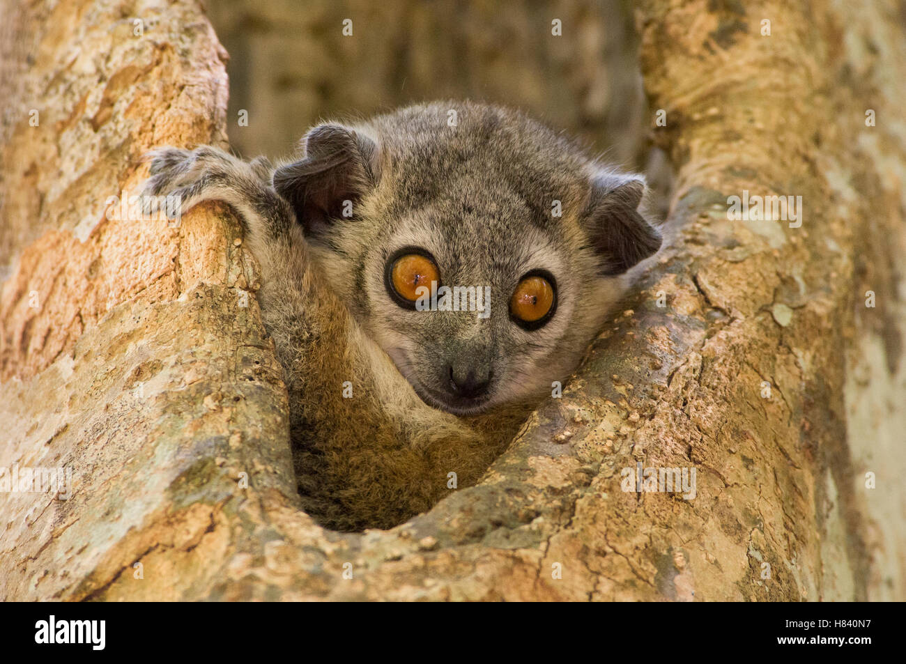 White-footed Sportive Lemur (Lepilemur leucopus) peering out of tree ...