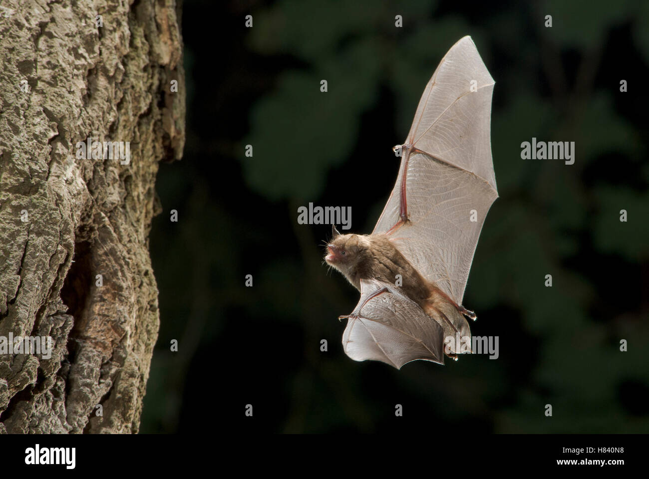 Daubenton's Bat (Myotis daubentonii) approaching its roosting site in a ...