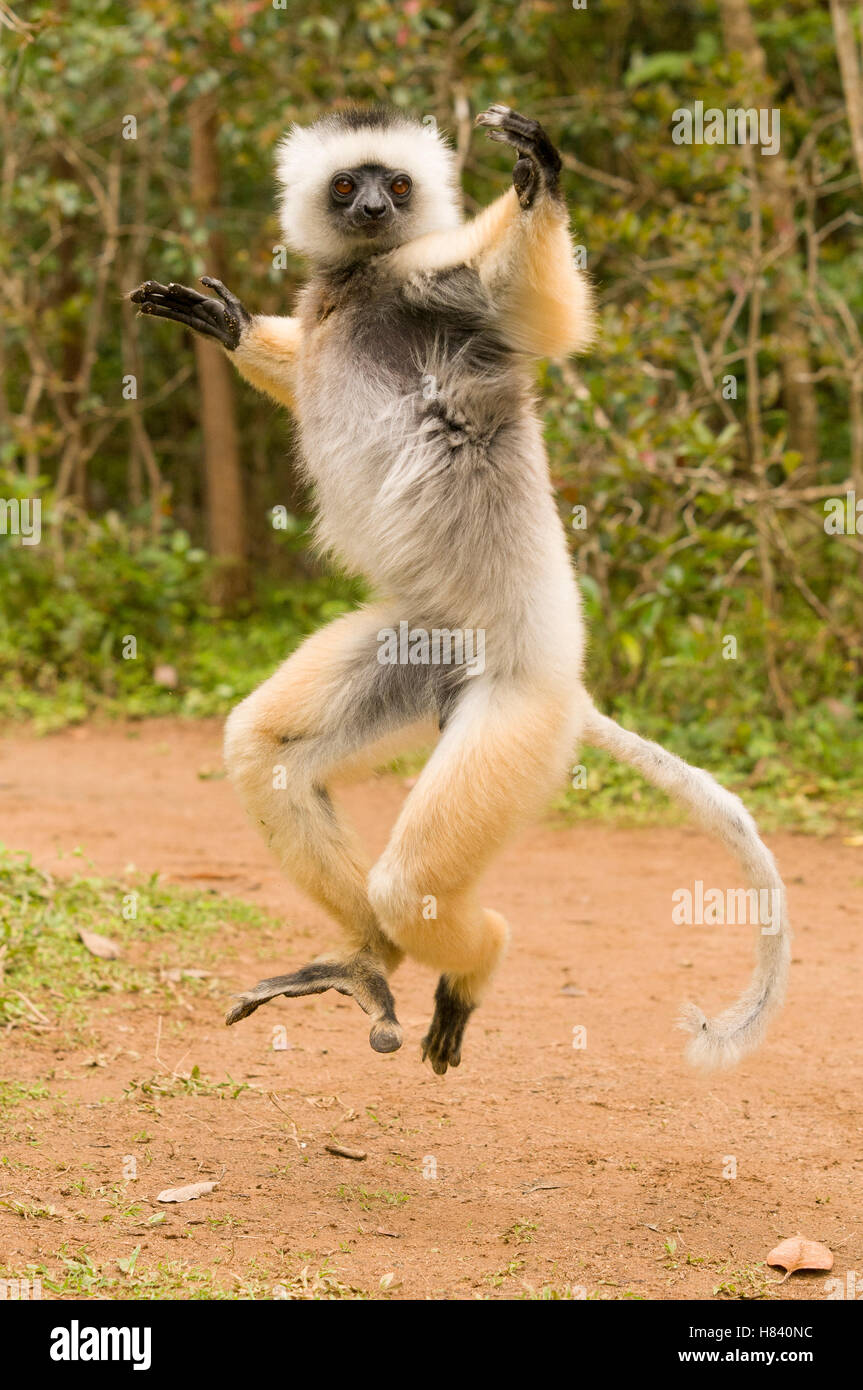 Diademed Sifaka (Propithecus diadema) leaping, Andasibe, Madagascar ...