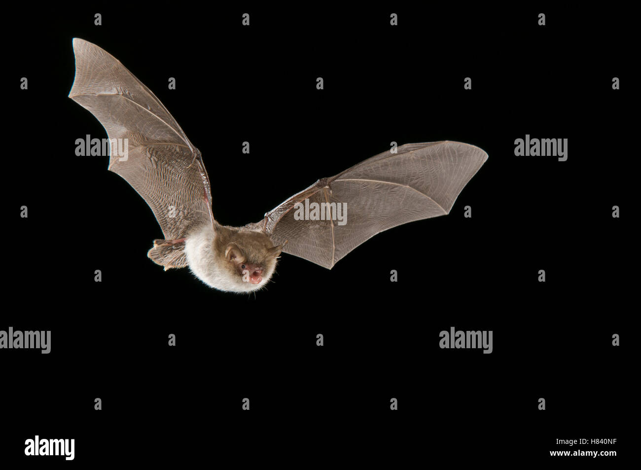 Natterer's Bat (Myotis nattereri), Belgium Stock Photo - Alamy