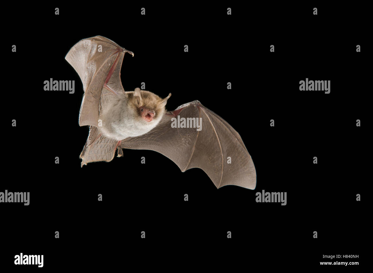 Natterer's Bat (Myotis nattereri), Belgium Stock Photo - Alamy