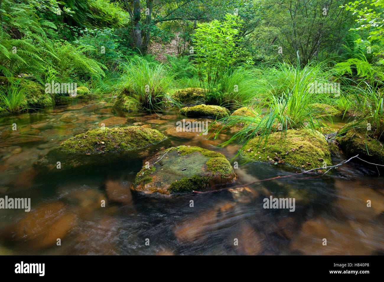 Pyrenean Desman (Galemys pyrenaicus) stream habitat, Galicia, Spain ...