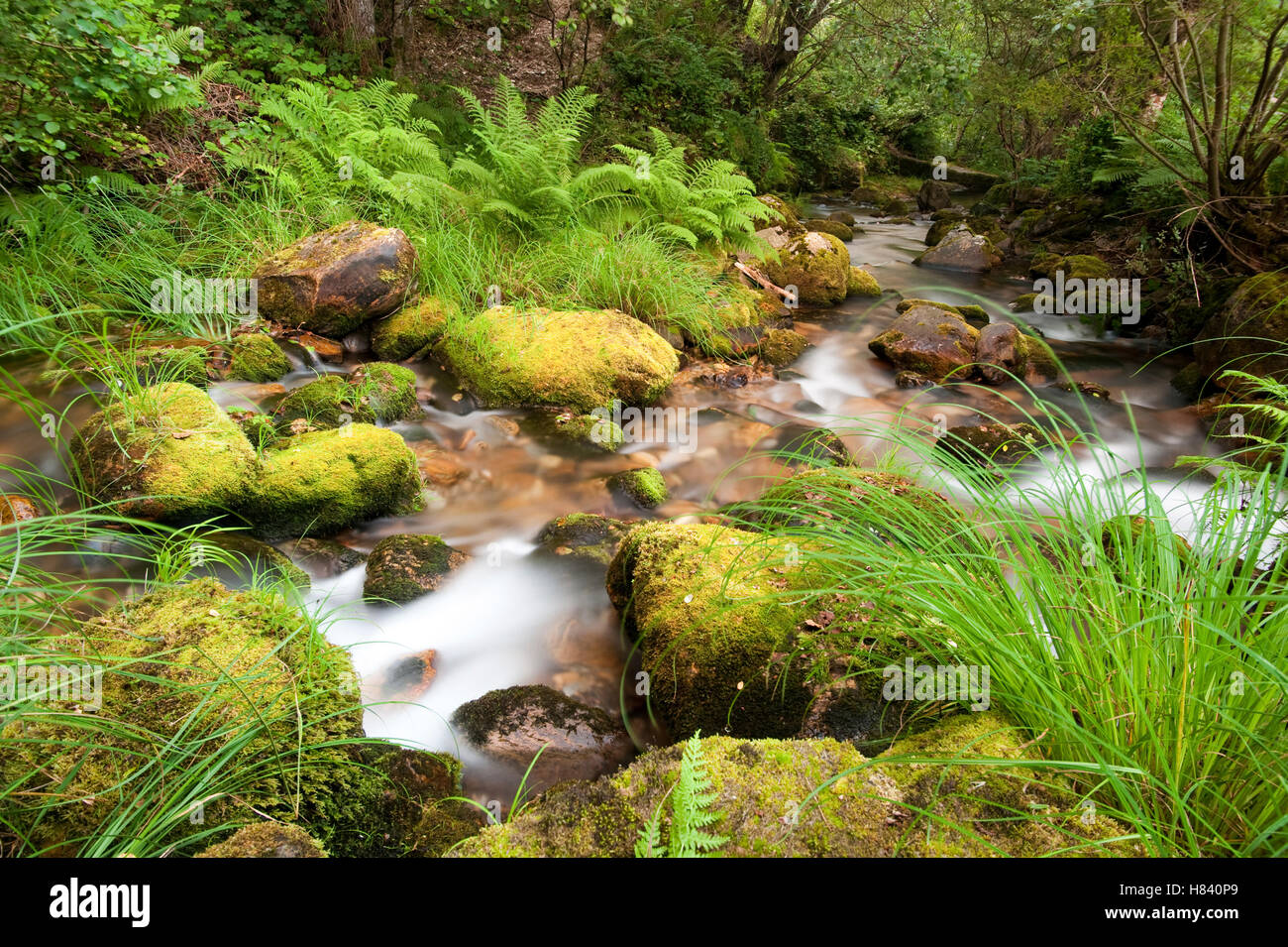 Pyrenean Desman (Galemys pyrenaicus) river habitat, Galicia, Spain ...