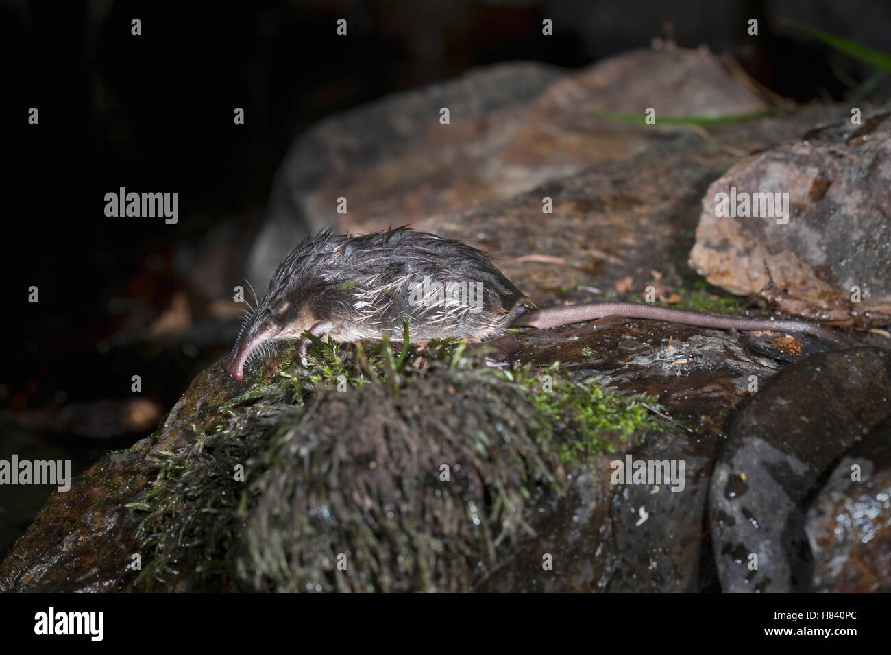 Pyrenean Desman (Galemys pyrenaicus Stock Photo - Alamy