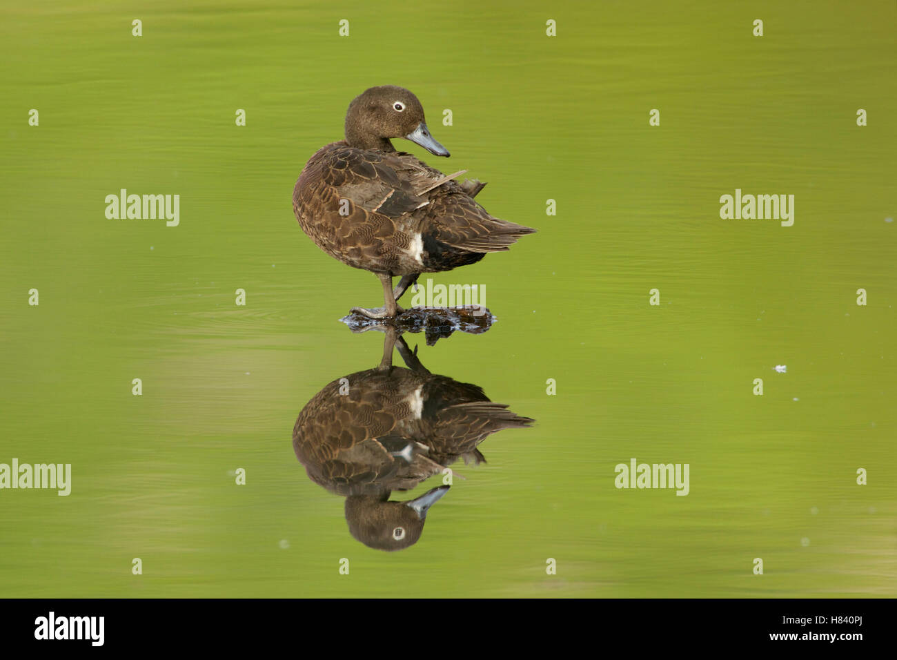 New Zealand Teal (Anas chlorotis), New Zealand Stock Photo - Alamy
