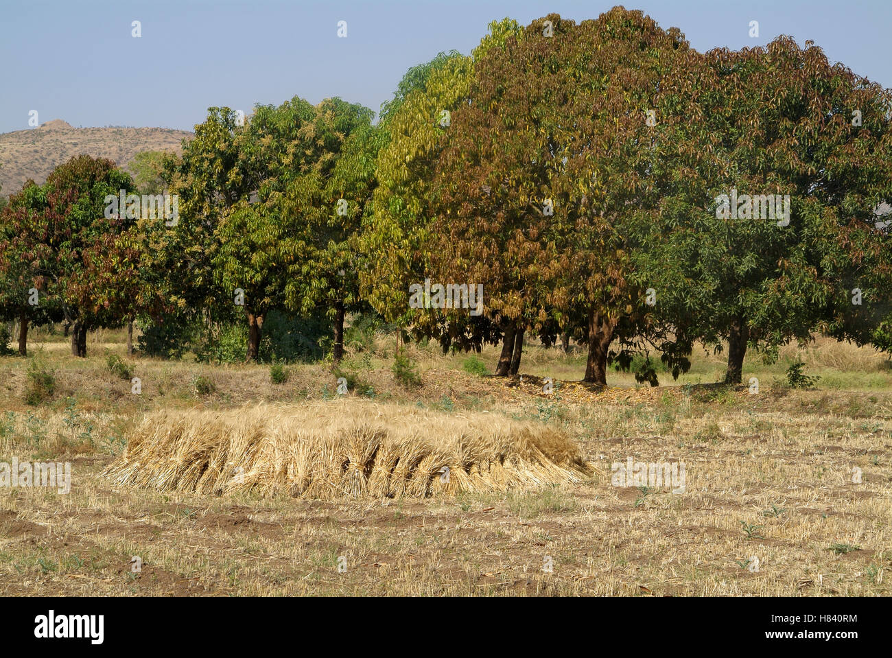 Mango tree india hi-res stock photography and images - Alamy