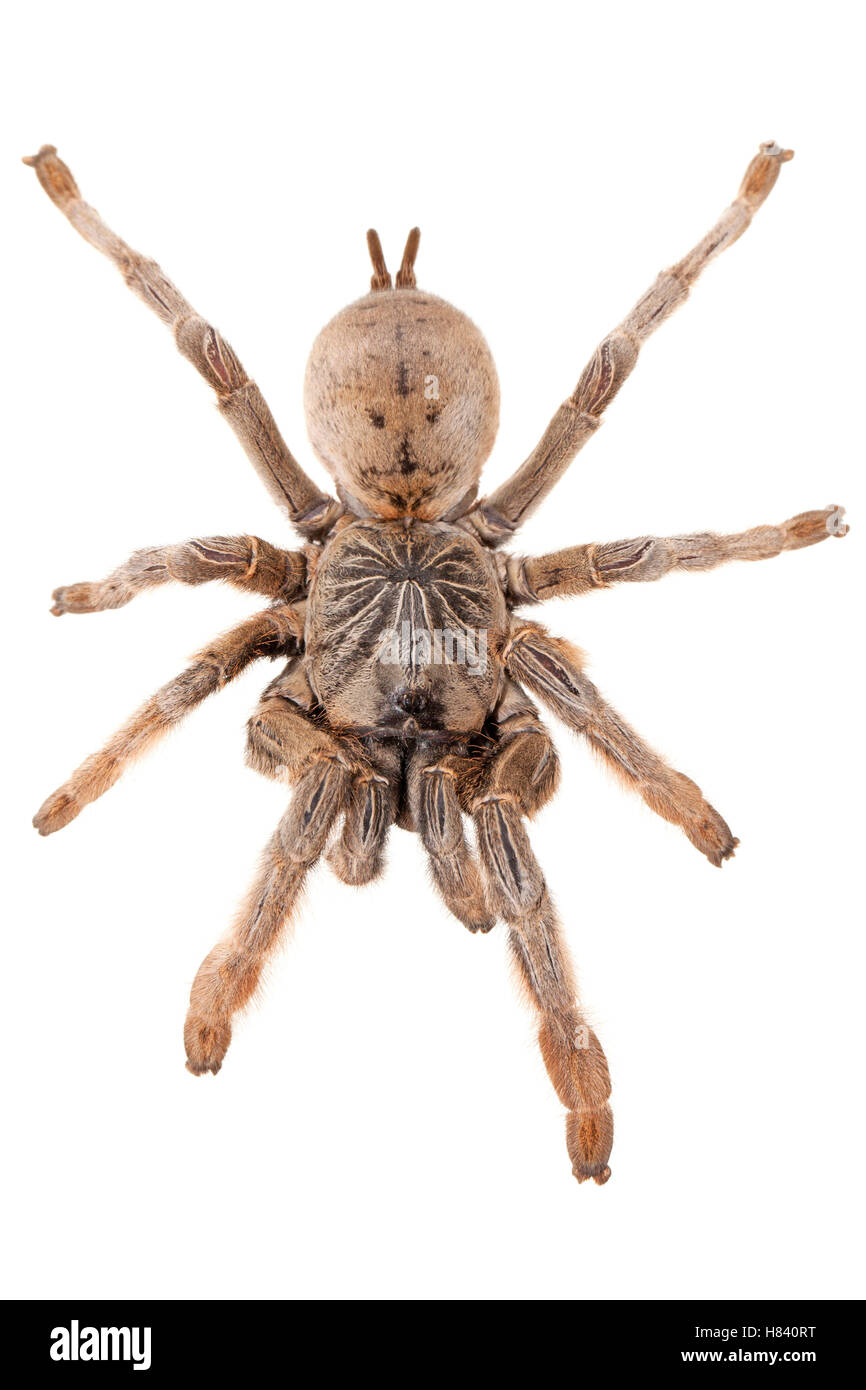Baboon Spider (Pterinochilus junodi), South Africa Stock Photo - Alamy
