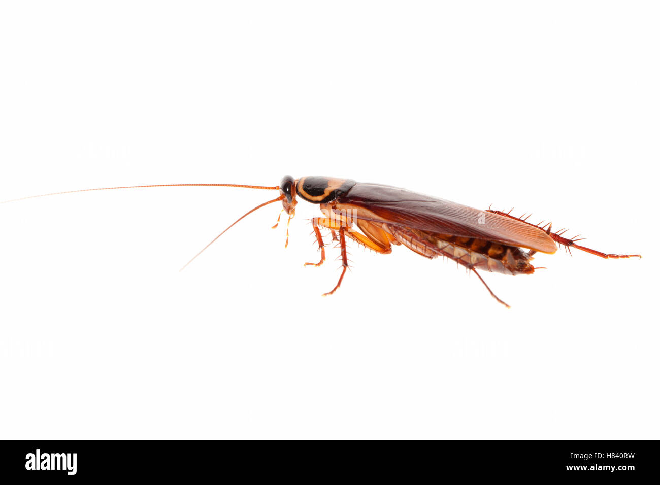 American Cockroach (Periplaneta americana), iSimangaliso Wetland Park ...