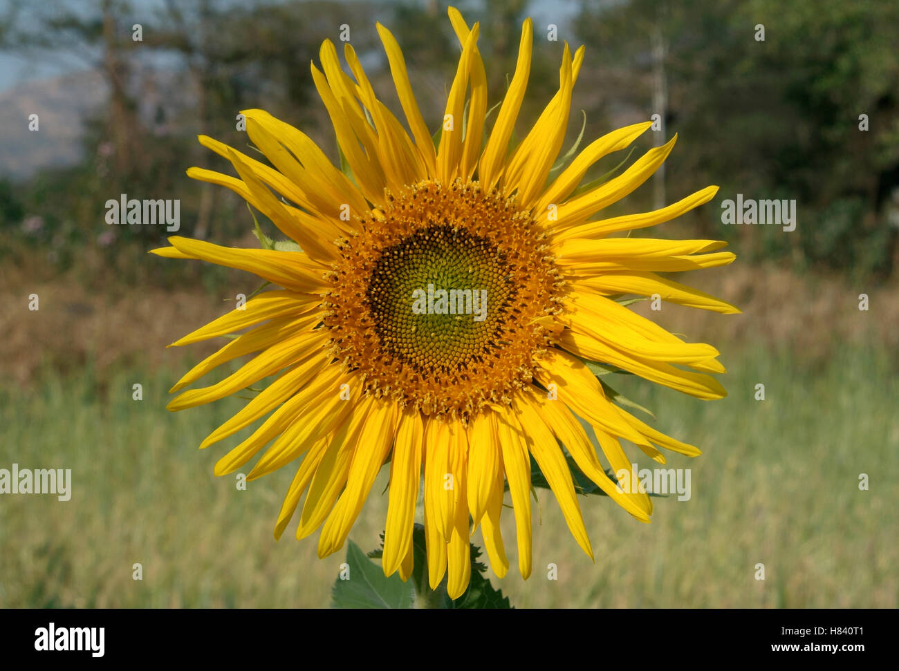 Helianthus or sunflower Stock Photo - Alamy