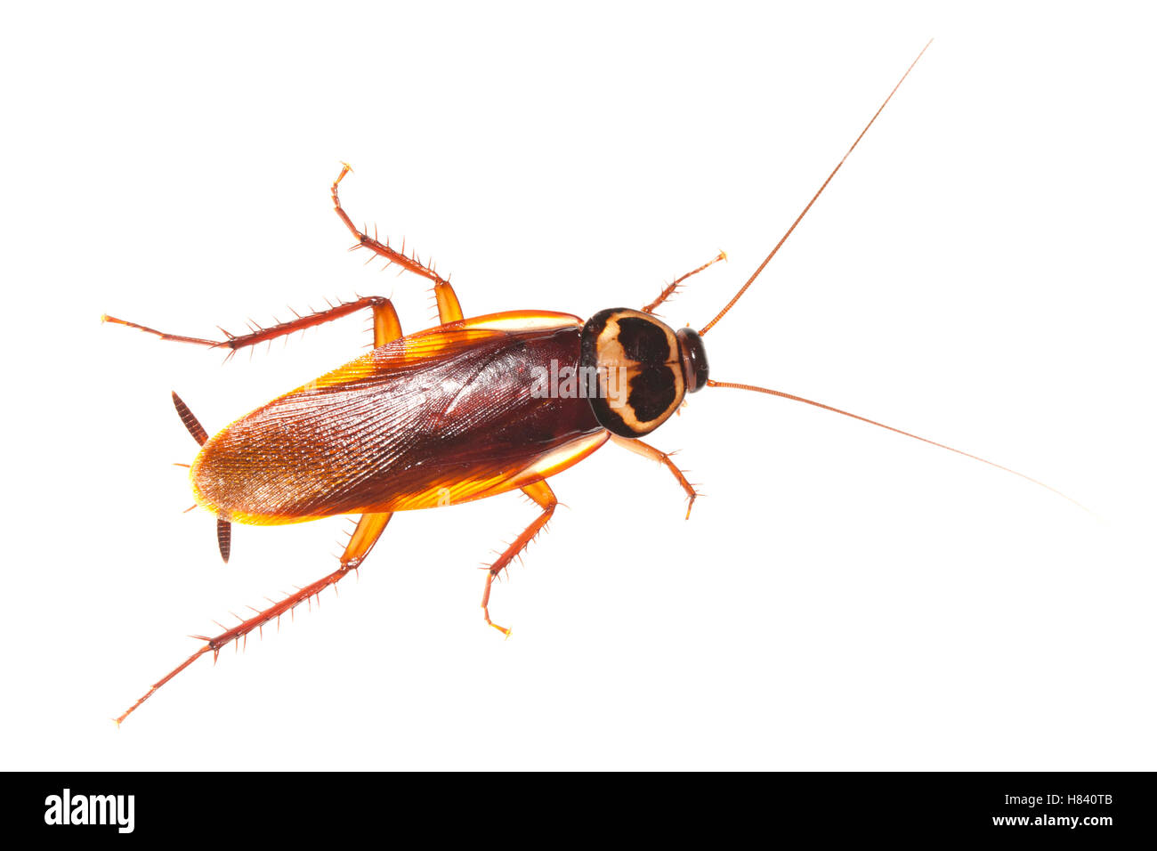 American Cockroach (Periplaneta americana), iSimangaliso Wetland Park ...