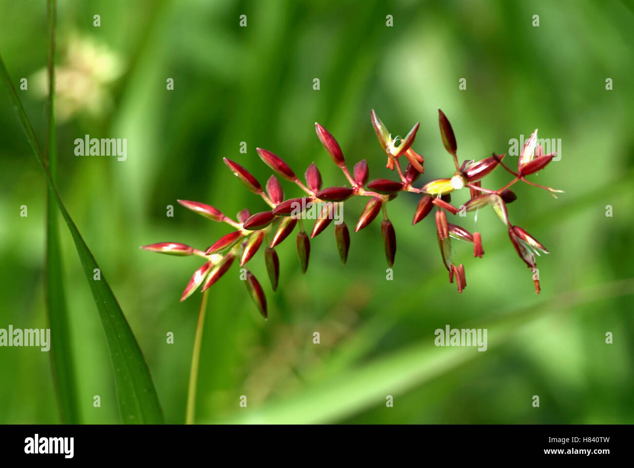 Indian weed hi-res stock photography and images - Alamy