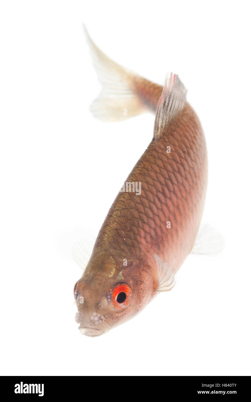 European Bitterling (Rhodeus amarus) male , Ooijpolder, Netherlands ...