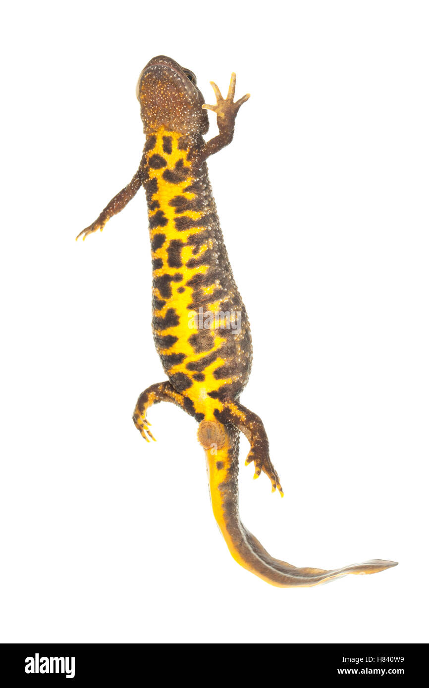 Great Crested Newt (Triturus cristatus) female, Netherlands Stock Photo ...