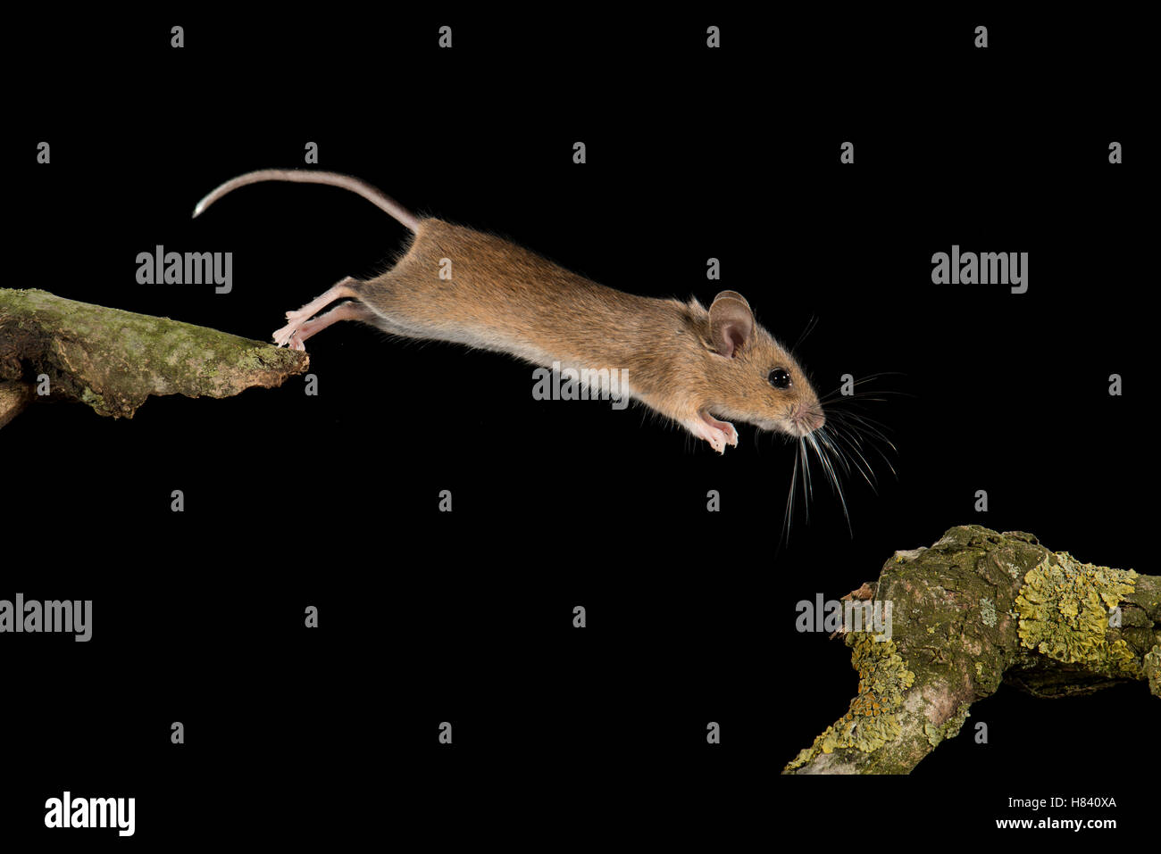 Wood Mouse (Apodemus sylvaticus) jumping, Eindhoven, Netherlands Stock ...