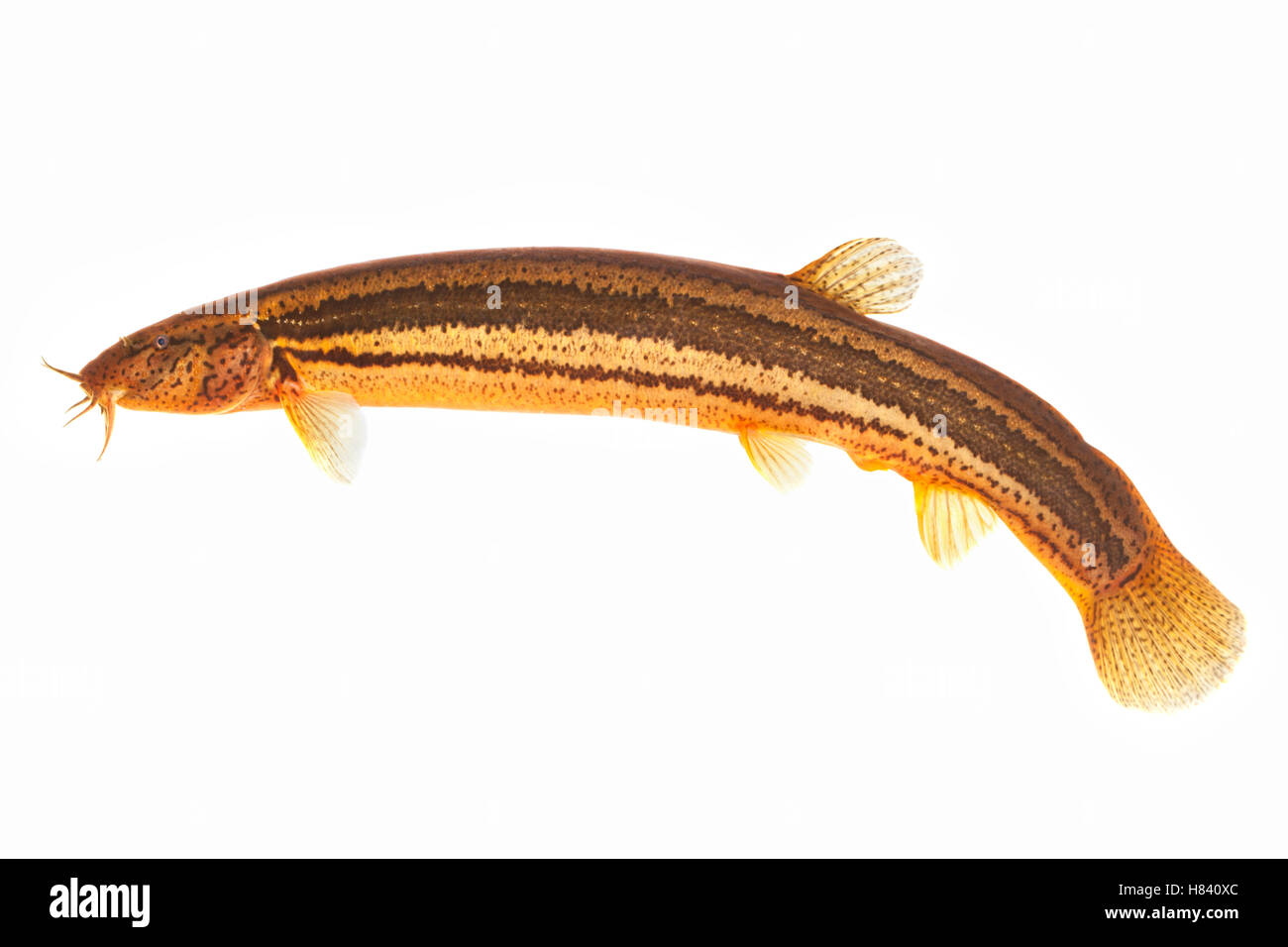 Weatherfish (Misgurnus fossilis), Giessenlanden, Netherlands Stock ...