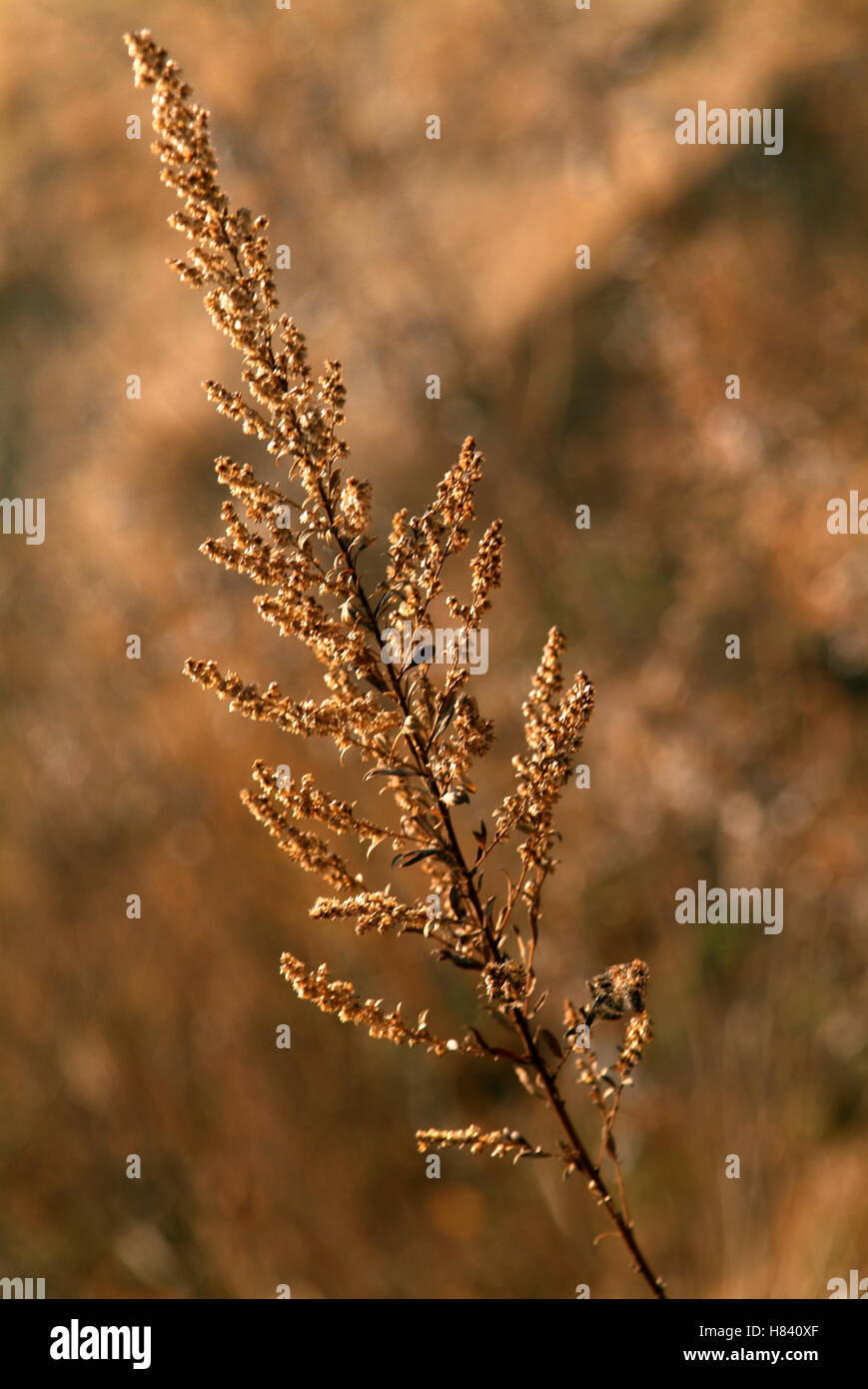 Brown weed hi-res stock photography and images - Alamy