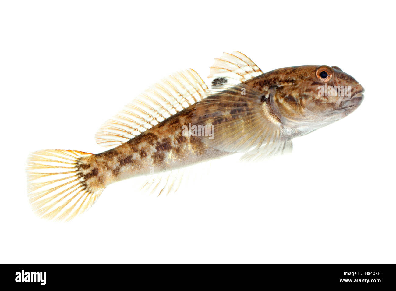 Round Goby (Neogobius melanostomus), Grave, Netherlands Stock Photo - Alamy