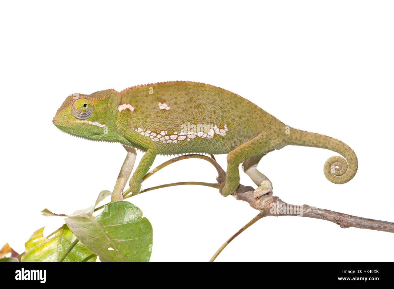 Flap-necked Chameleon (Chamaeleo dilepis), Kruger National Park, South ...