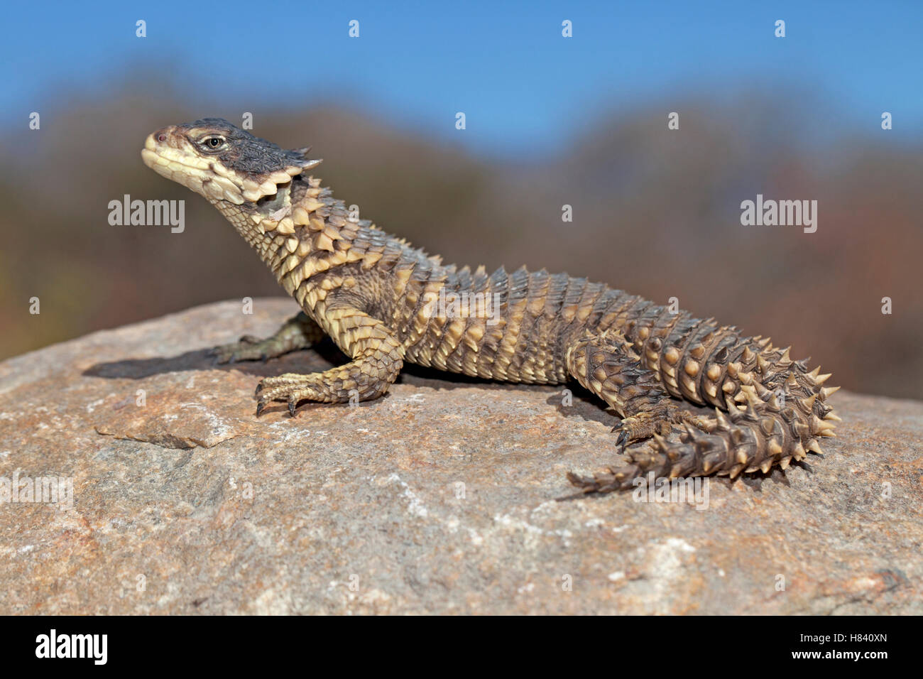 Giant Girdled Lizard (Cordylus giganteus), Kruger National Park, South ...