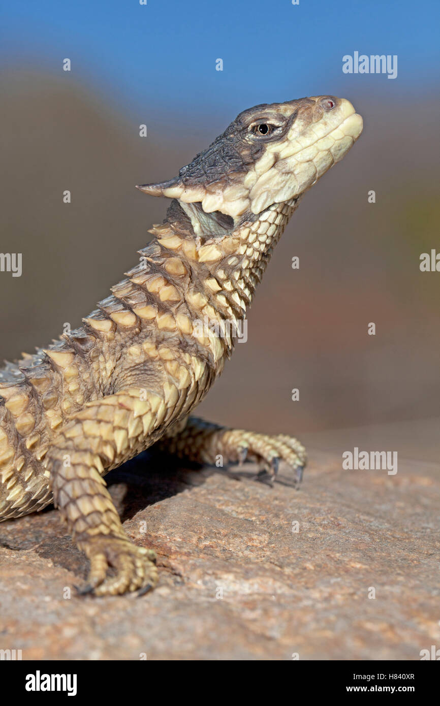 Giant Girdled Lizard (Cordylus giganteus), Kruger National Park, South ...