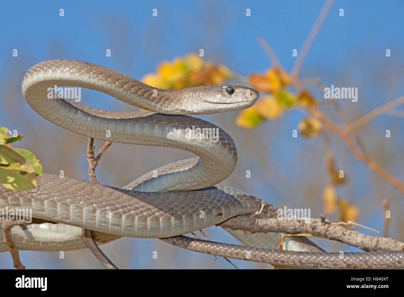 Black Mamba (Dendroaspis polylepis), Kruger National Park, South Africa ...