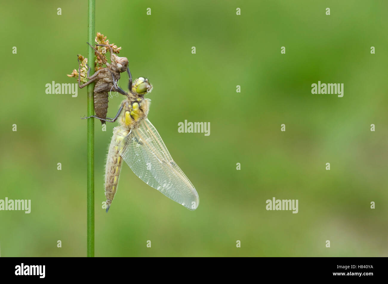 Four-spotted Chaser (Libellula quadrimaculata) dragonfly, newly emerged adult drying wings, 7 in ...