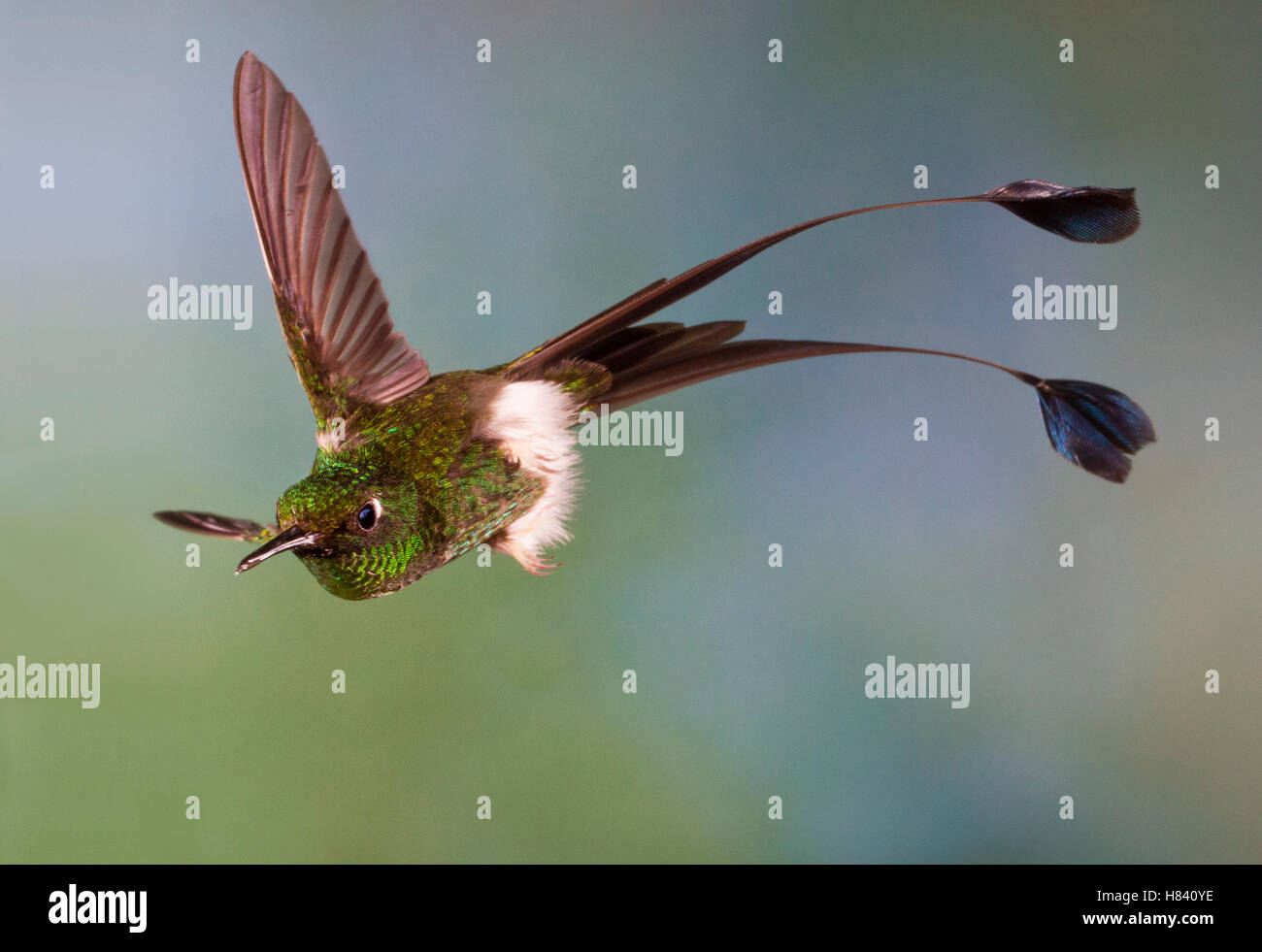 Booted Racket-tail (Ocreatus underwoodii) hummingbird flying, Mindo ...
