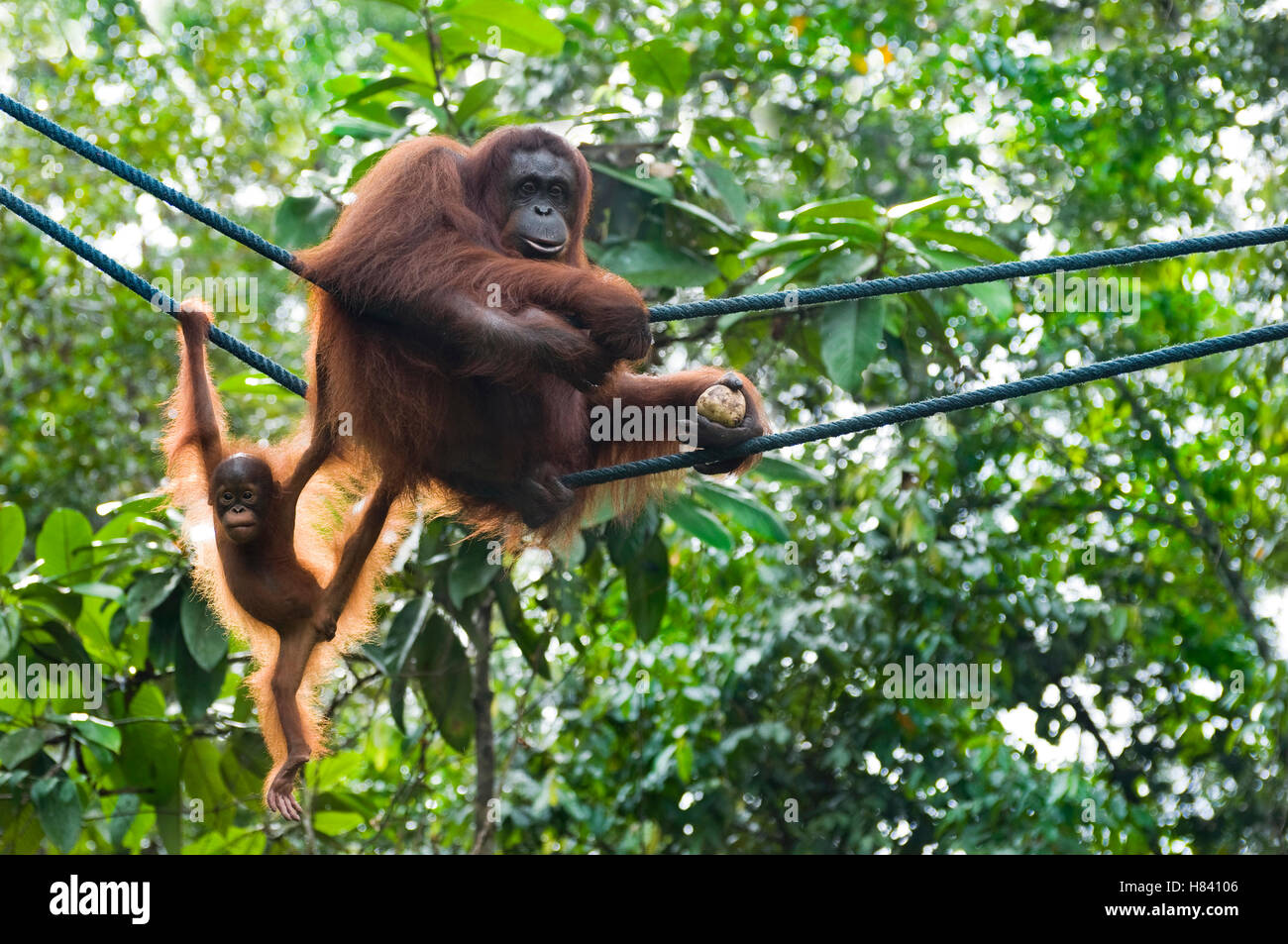 Orangutan (Pongo pygmaeus) mother with young, Semengoh Forest Reserve ...