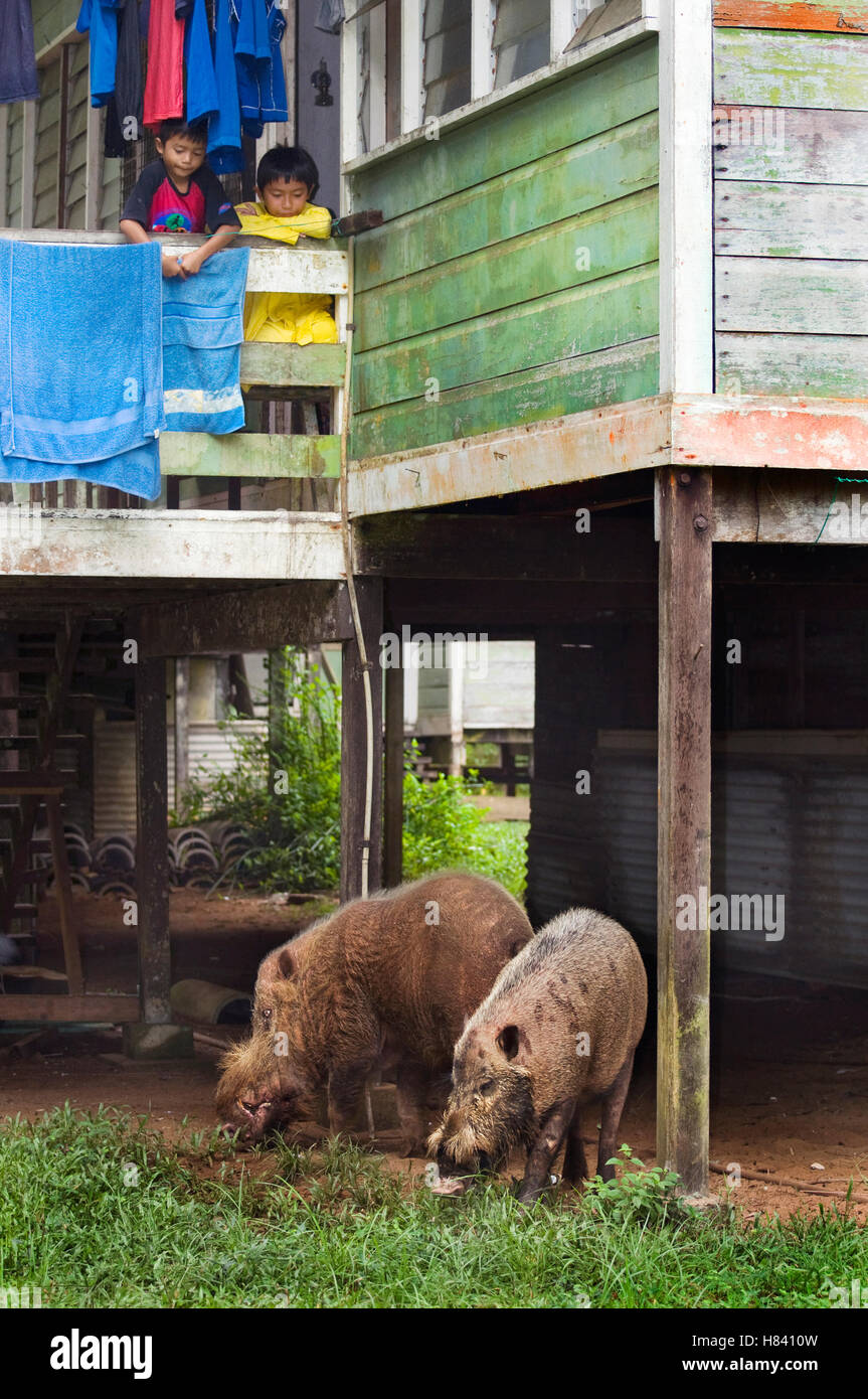 Bearded Pig (Sus barbatus) pair in a village, Sarawak, Borneo, Bako ...