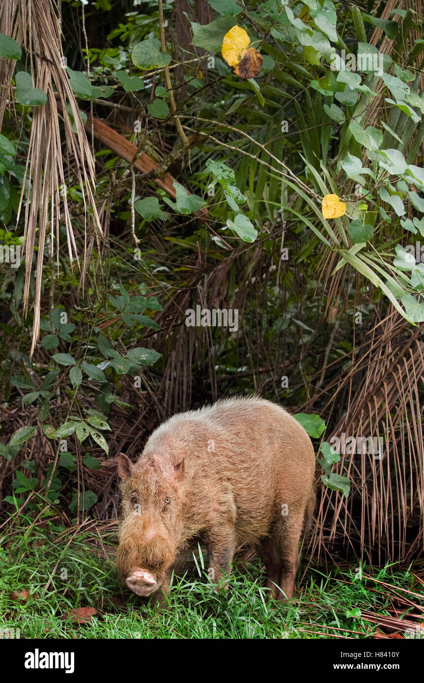 Bearded Pig (Sus barbatus) foraging, Bako National Park, Sarawak ...