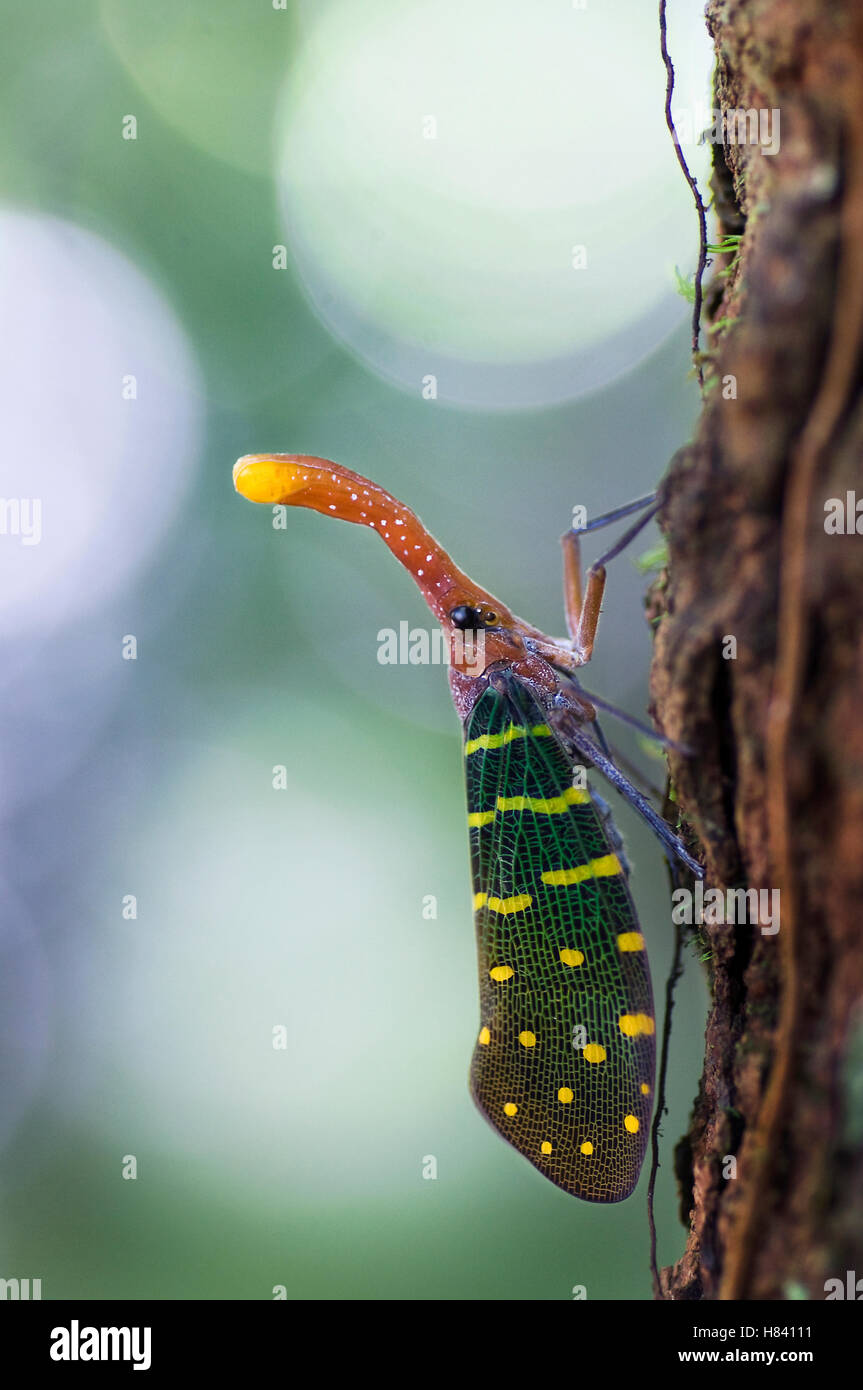 Blue-winged Lanternfly (Pyrops intricata), Sarawak, Borneo, Gunung ...