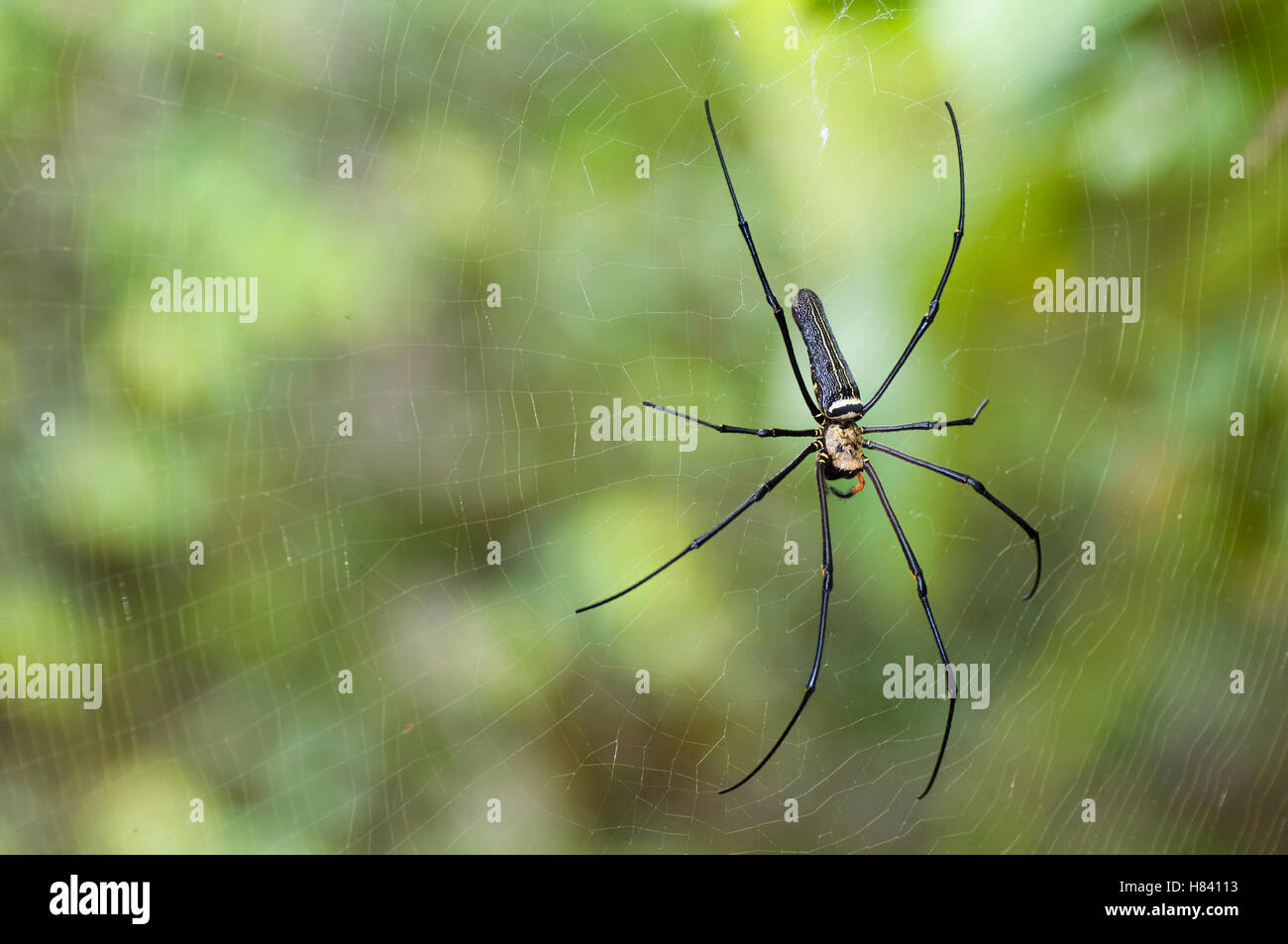 Golden Orb-web Spider (Nephila pilipes), Sarawak, Borneo, Malaysia ...