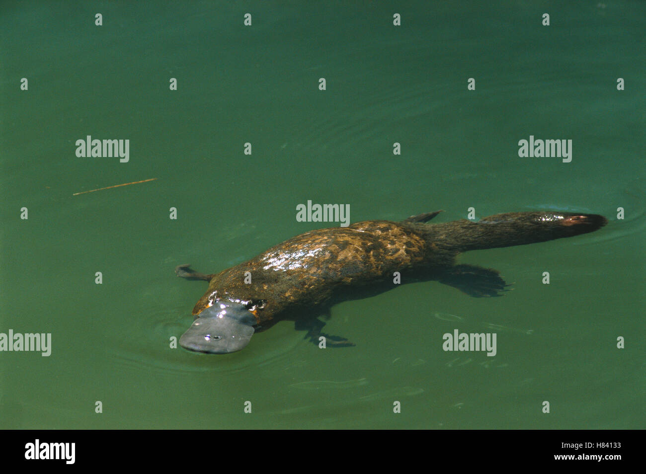 Platypus (Ornithorhynchus anatinus) female with courtship bite mark on ...