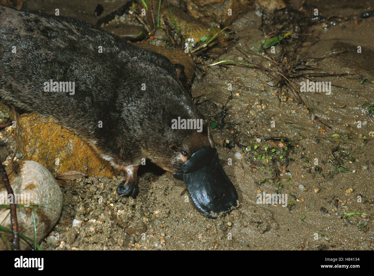 Platypus (Ornithorhynchus anatinus) crawling up to burrow, native to ...