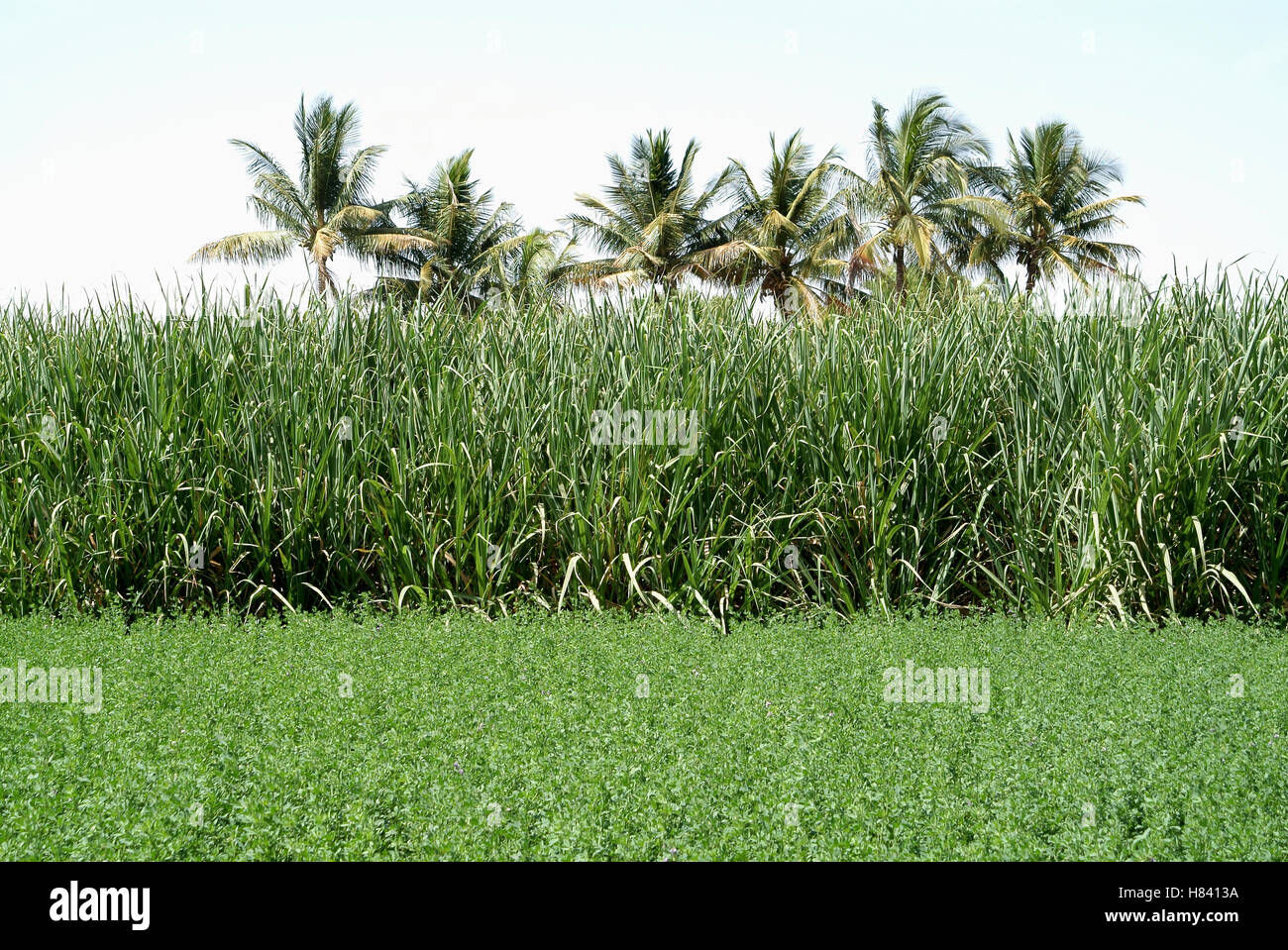 Sugarcane field india hi-res stock photography and images - Alamy