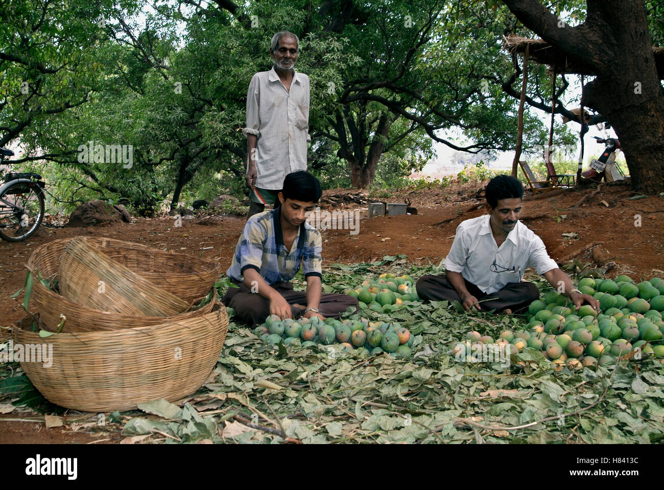 Rural people categorizing mangoes. Maharashtra, India Stock Photo - Alamy