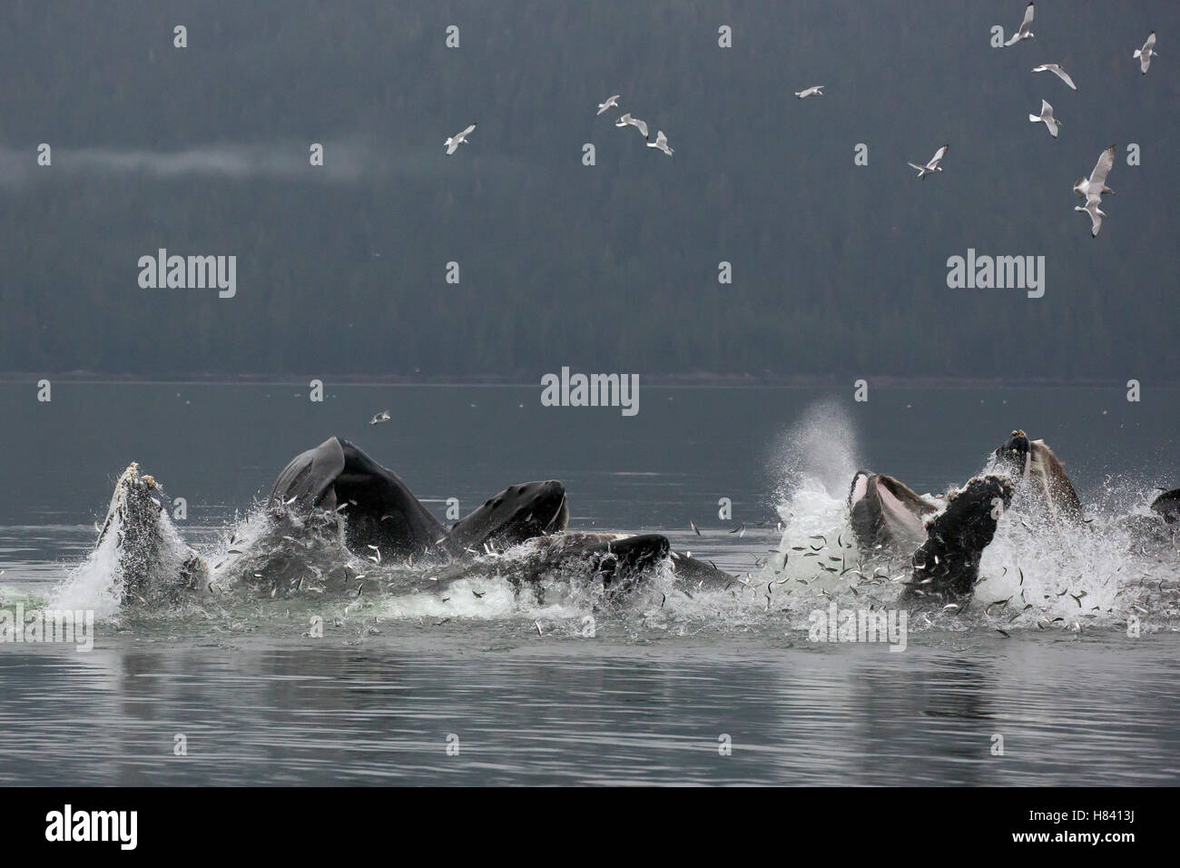 Humpback Whale (Megaptera novaeangliae) group cooperatively gulp ...