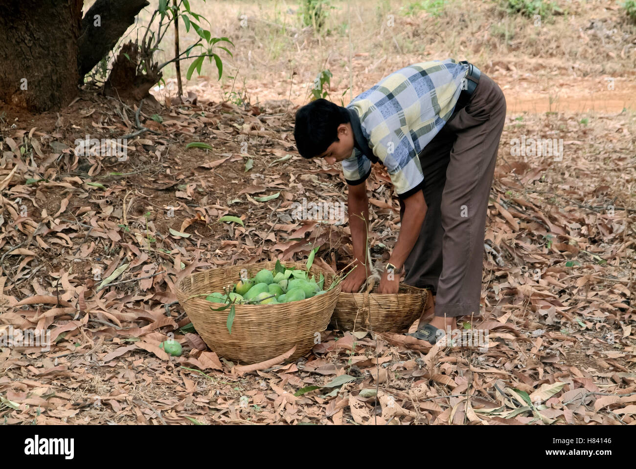 Man reaping hi-res stock photography and images - Alamy
