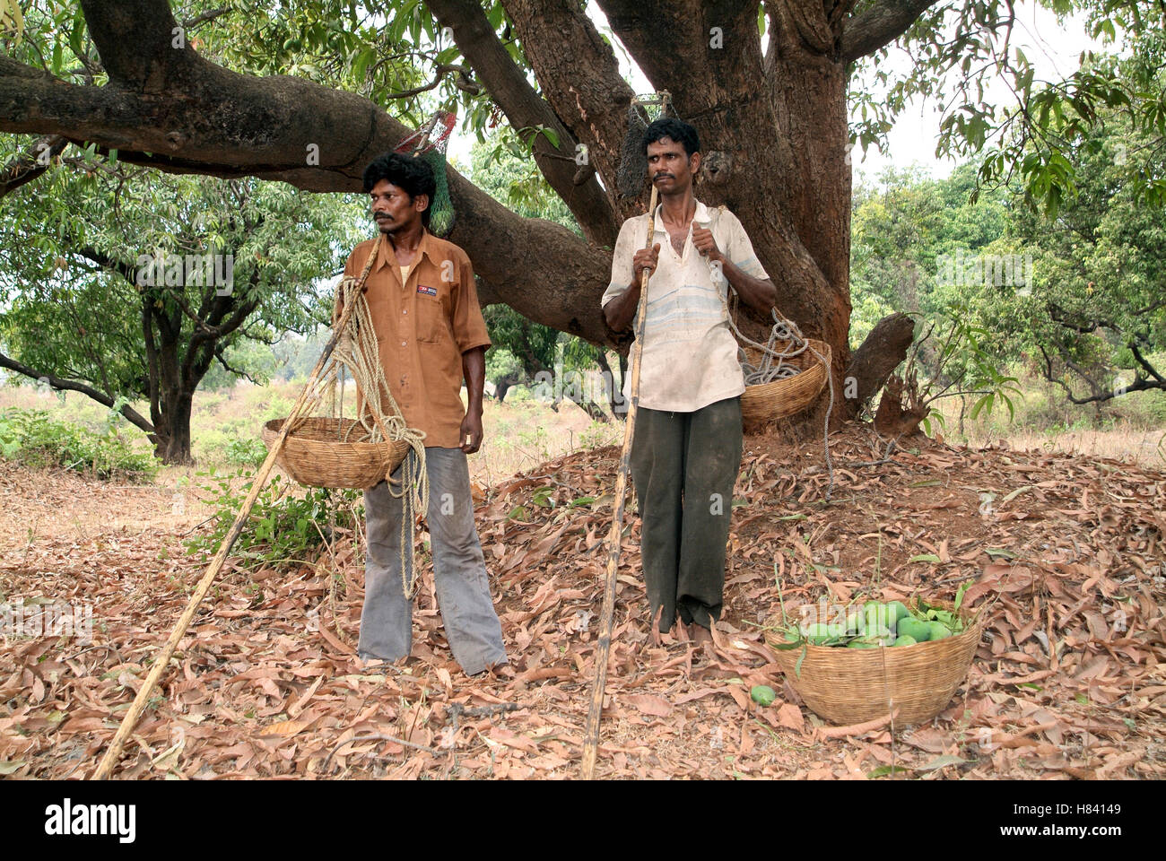 Rural men reaping mangoes Stock Photo - Alamy