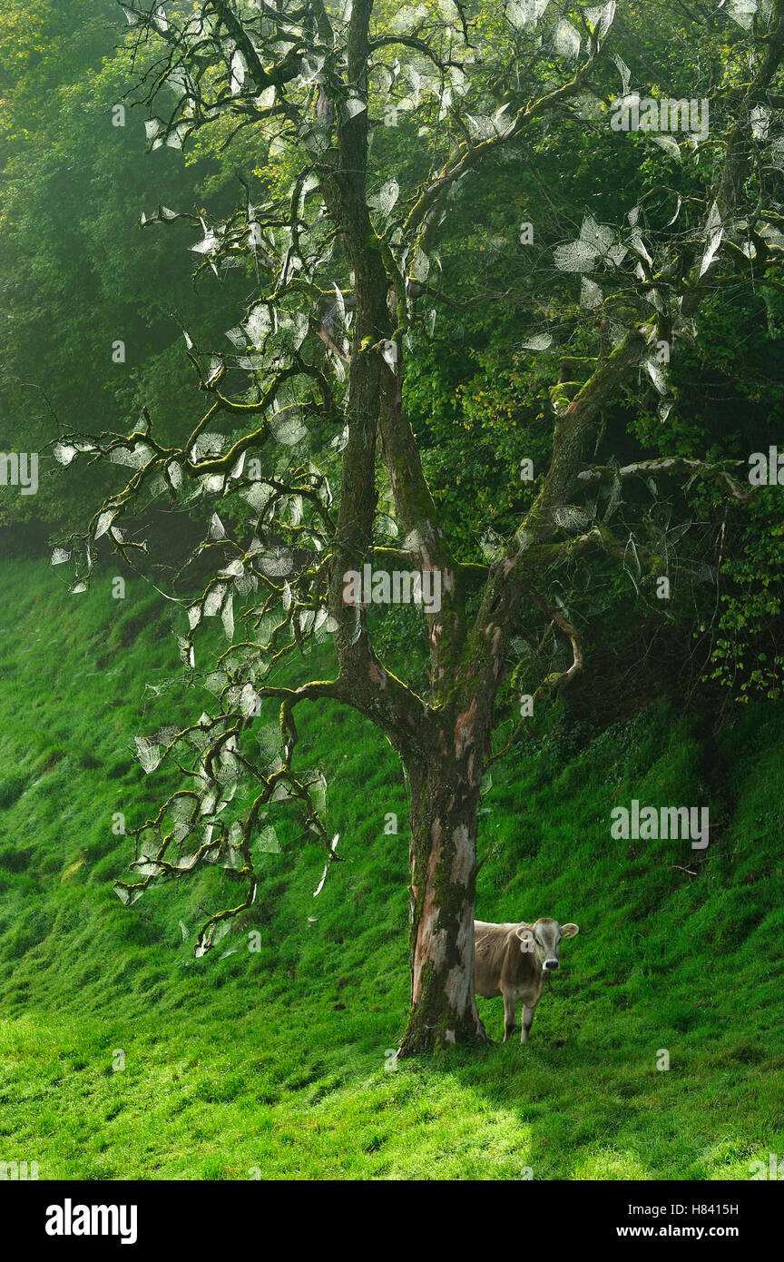 Dead tree covered in spider webs, Switzerland Stock Photo - Alamy