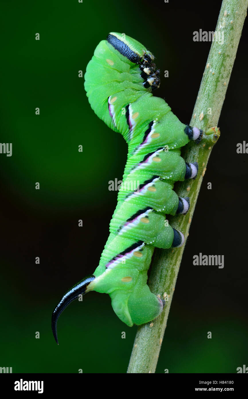 Privet Hawk Moth (Sphinx ligustri) caterpillar, Switzerland Stock Photo ...