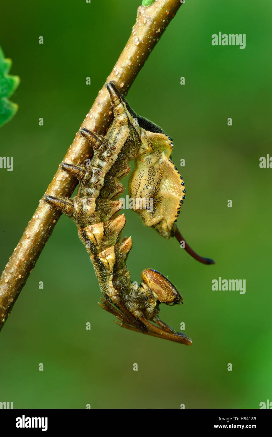 Lobster Moth (Stauropus fagi) caterpillar, Switzerland Stock Photo - Alamy