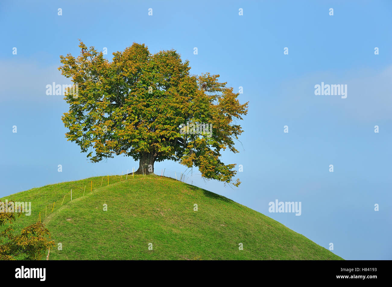 Lime Tree (Tilia sp), Zug, Switzerland Stock Photo - Alamy