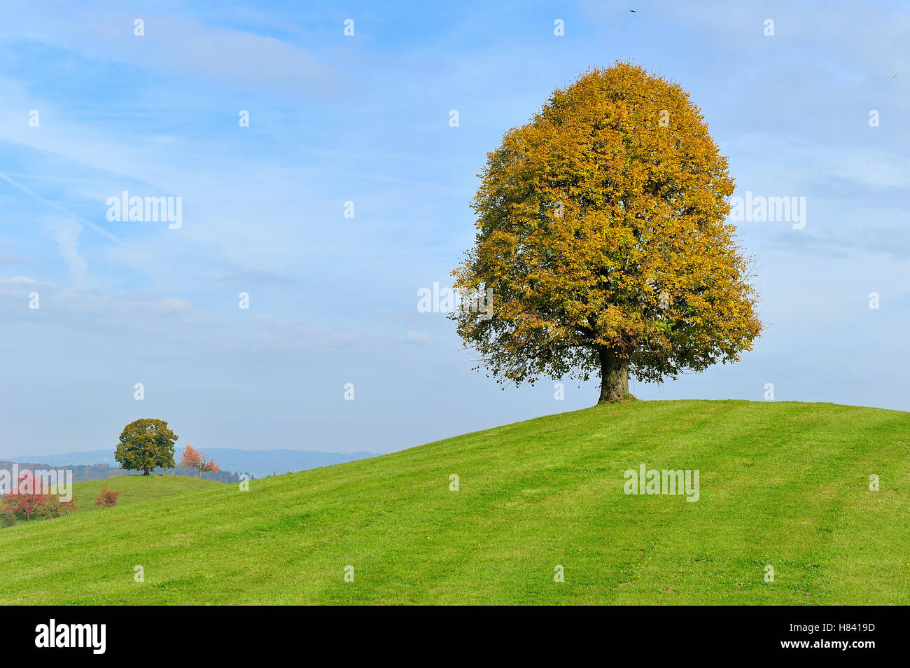 Lime Tree (Tilia sp), Zug, Switzerland Stock Photo - Alamy