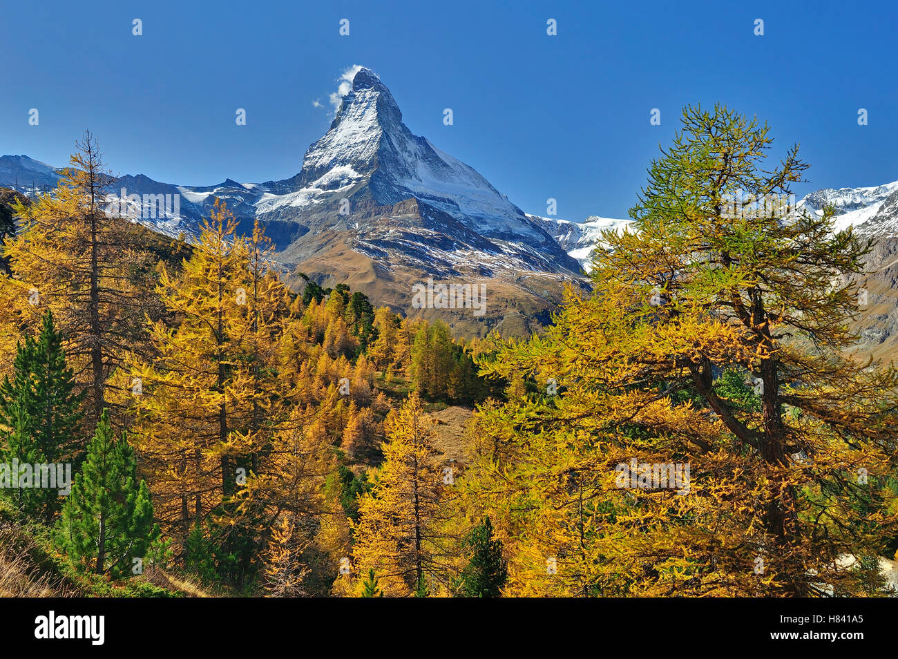 Larch (Larix sp) forest below the Matterhorn, Switzerland Stock Photo ...