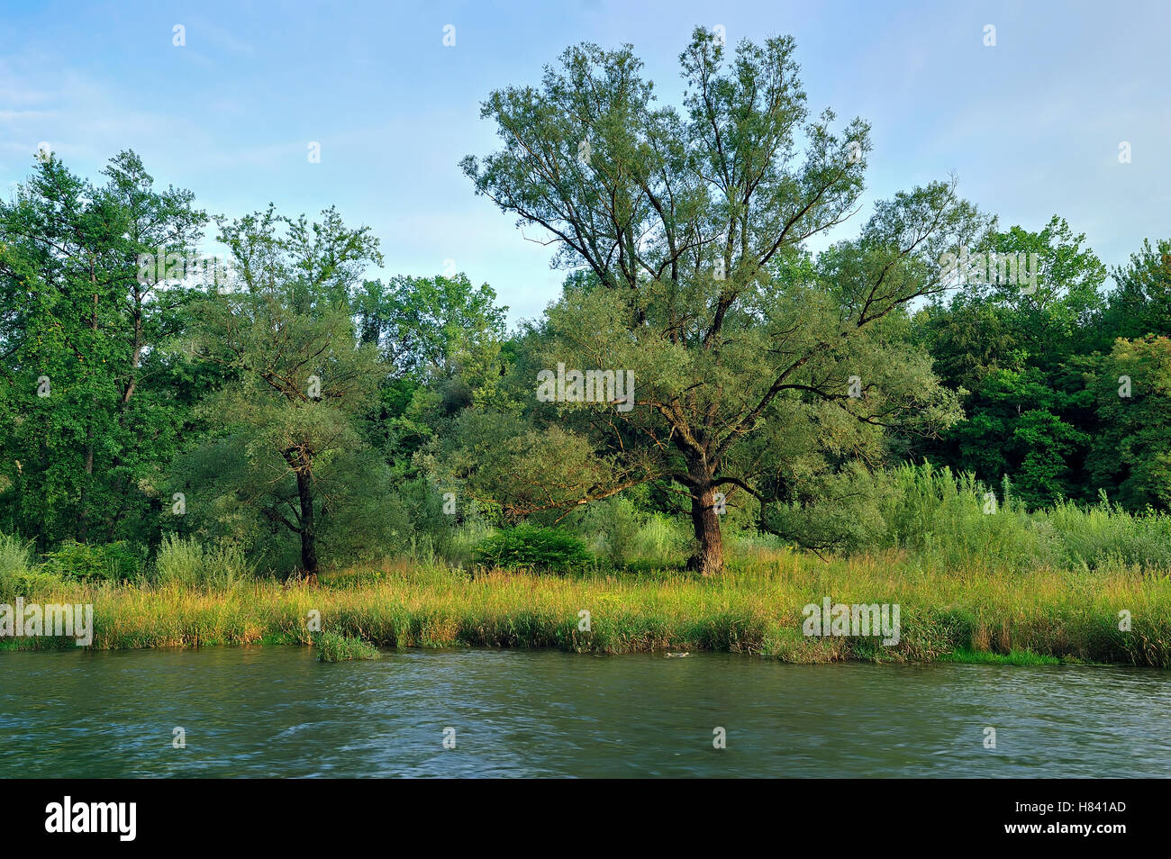 Alluvial forest, Switzerland Stock Photo - Alamy