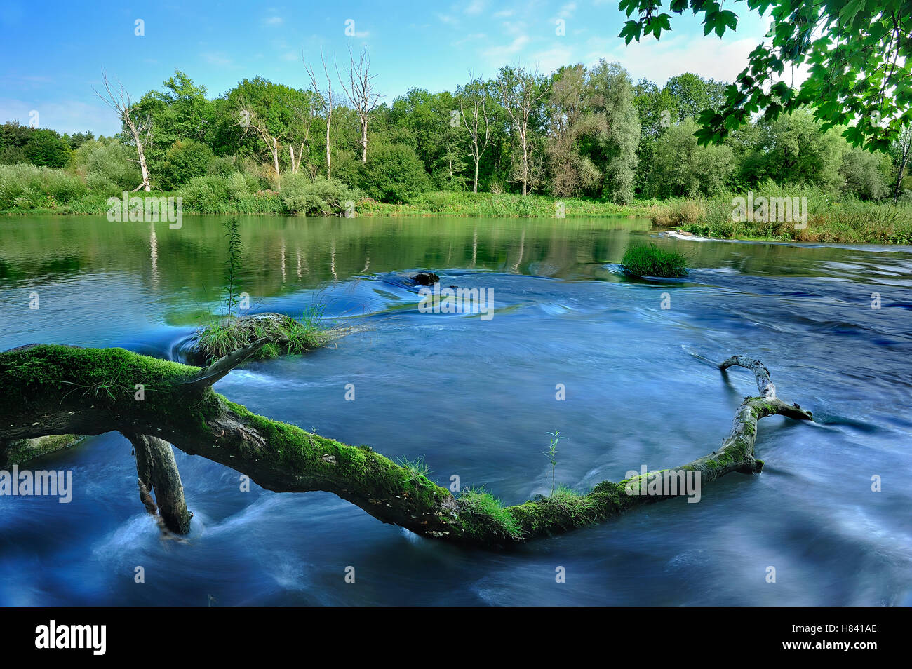 Alluvial forest, Switzerland Stock Photo - Alamy