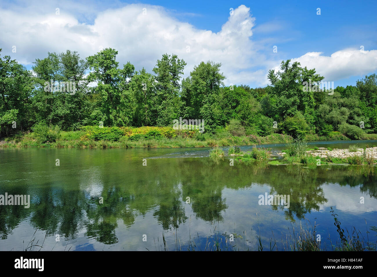 Alluvial forest, Switzerland Stock Photo - Alamy