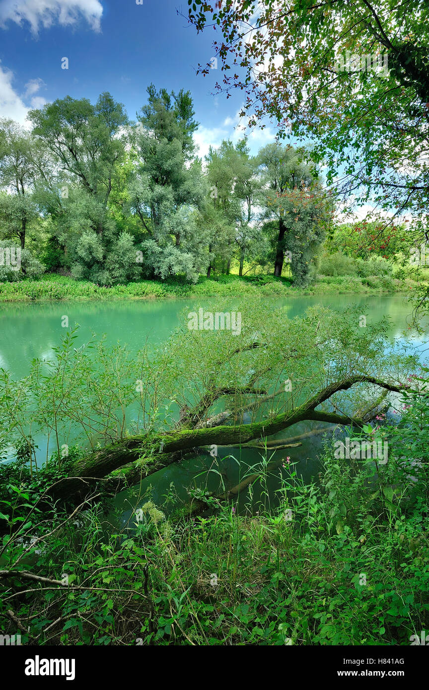 Alluvial forest, Switzerland Stock Photo - Alamy